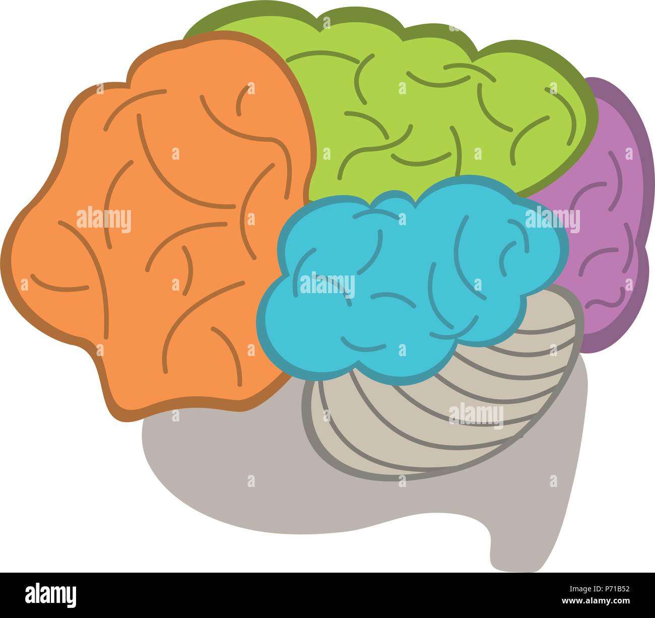 Brain hemispheres cartoon Stock Vector Image & Art - Alamy