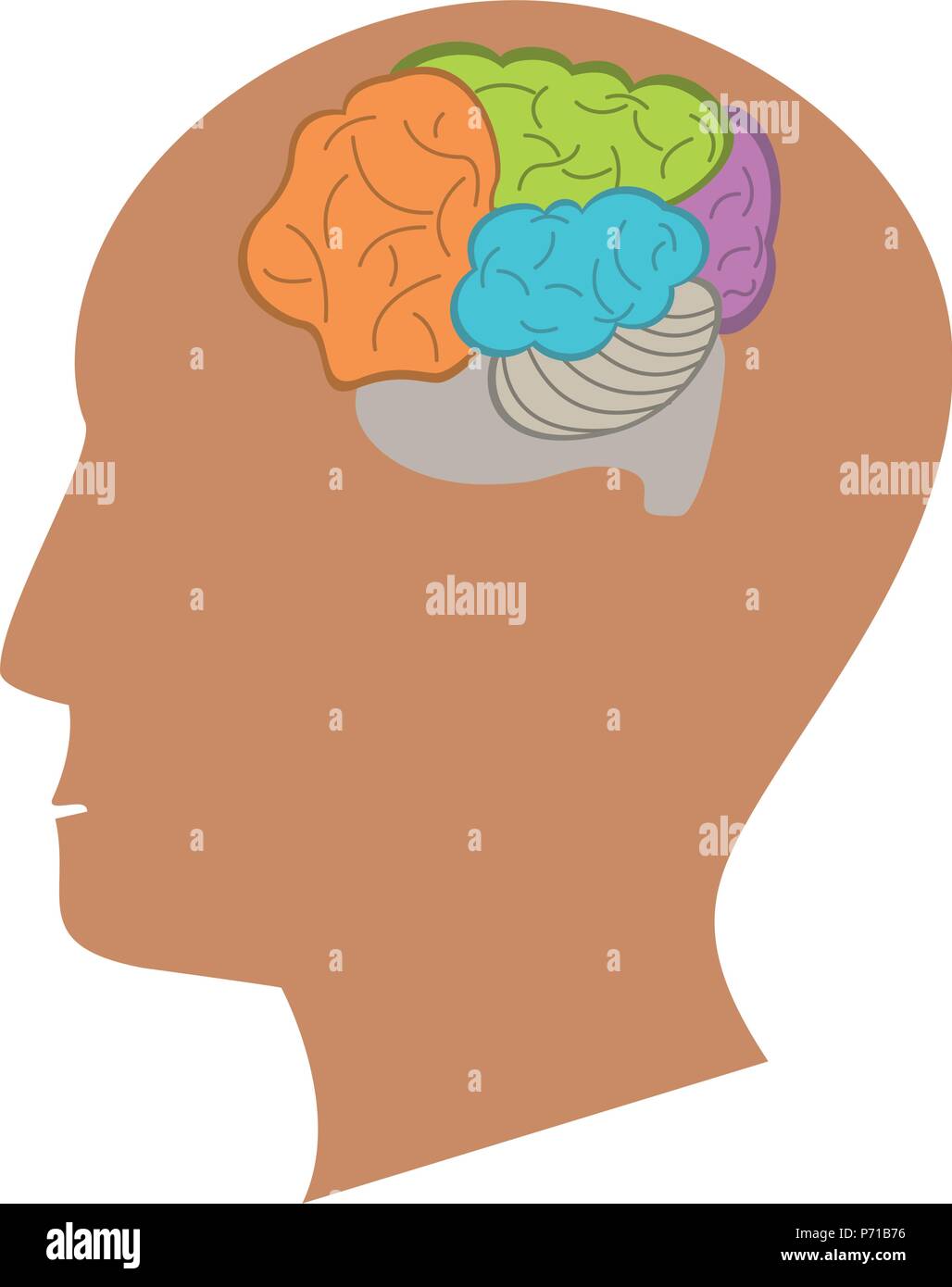 Cerebral hemispheres Stock Vector Images - Alamy