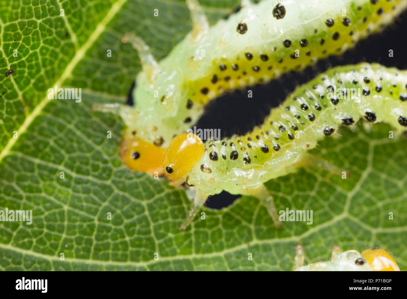 Studio picture of Rose Sawfly larvae eating wild rose leaves. There are ...