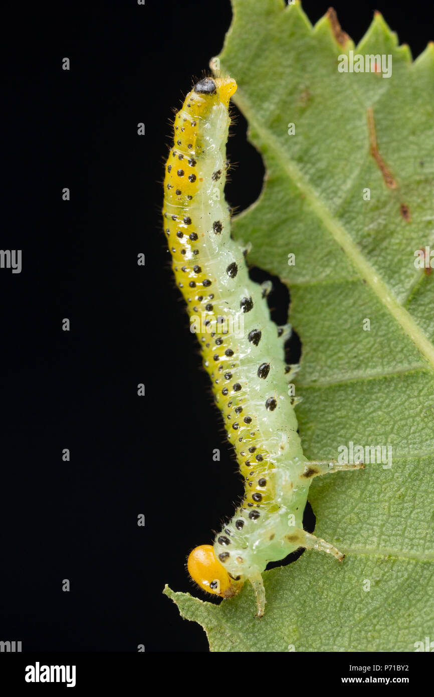 Studio picture of Rose Sawfly larva eating wild rose leaves. There are ...
