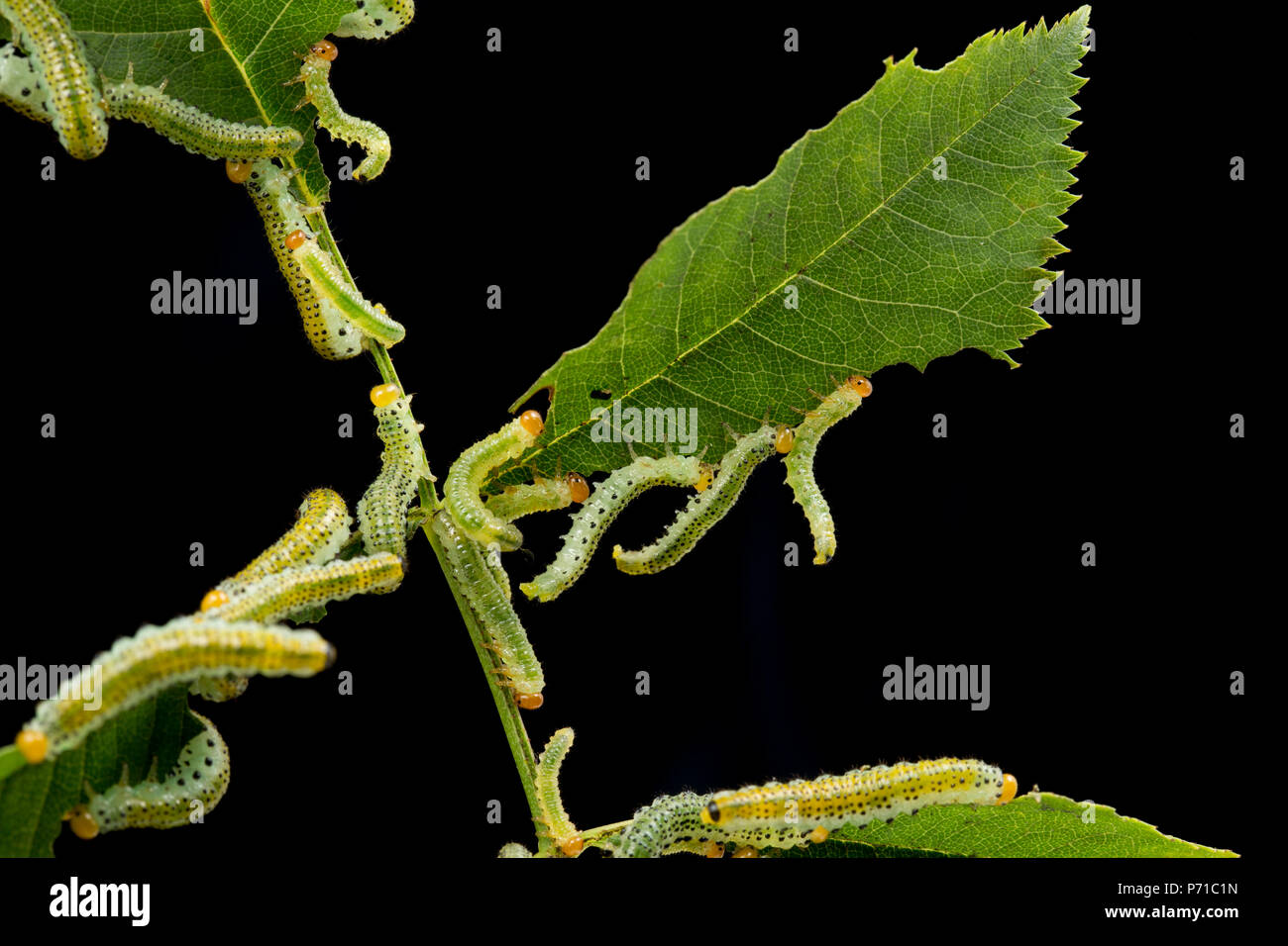 Studio picture of Rose Sawfly larvae eating wild rose leaves. There are ...