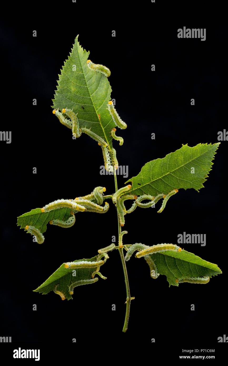 Rose sawfly larva hi-res stock photography and images - Alamy