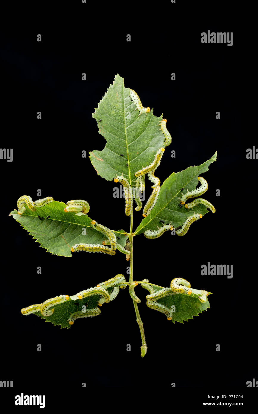 Studio picture of Rose Sawfly larvae eating wild rose leaves. There are ...