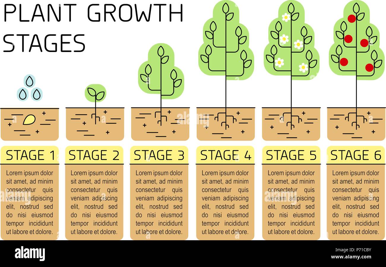 Tree Growth Stages Infographics Line Art Icons Planting Instruction
