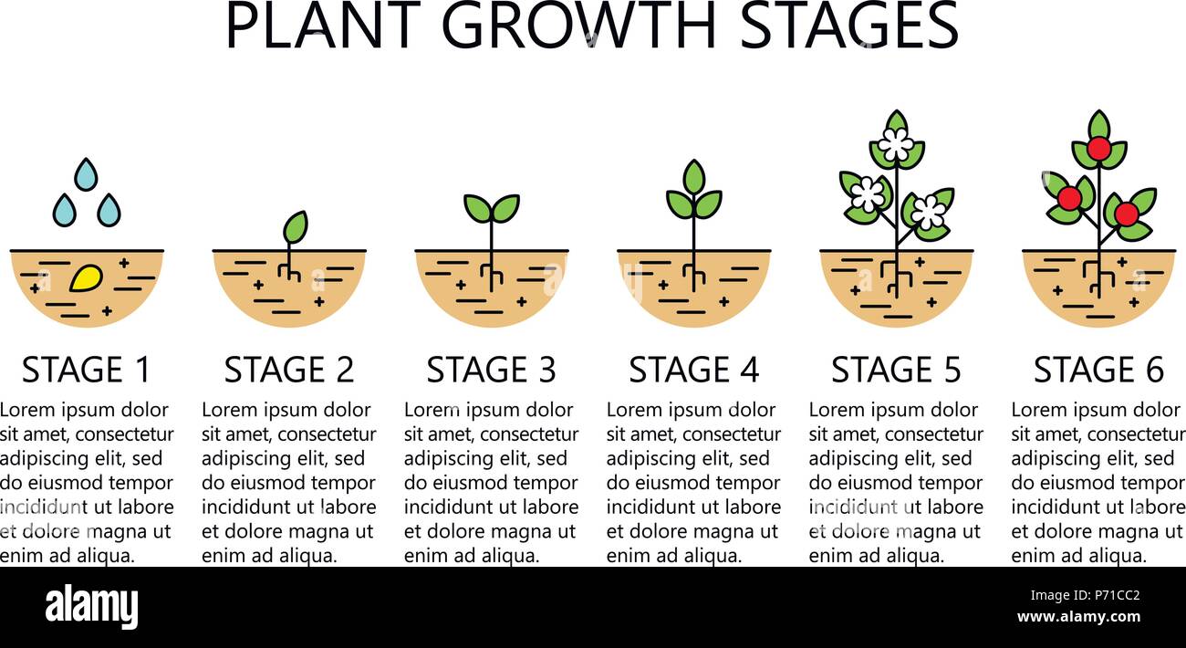 Stages Of Plant Growth