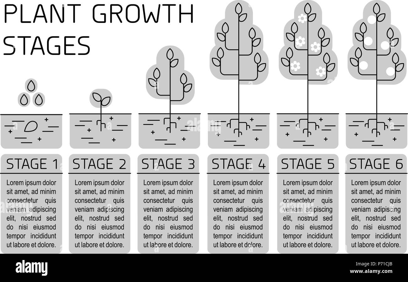 Plant growth stages infographics. Line art icons. Planting instruction ...