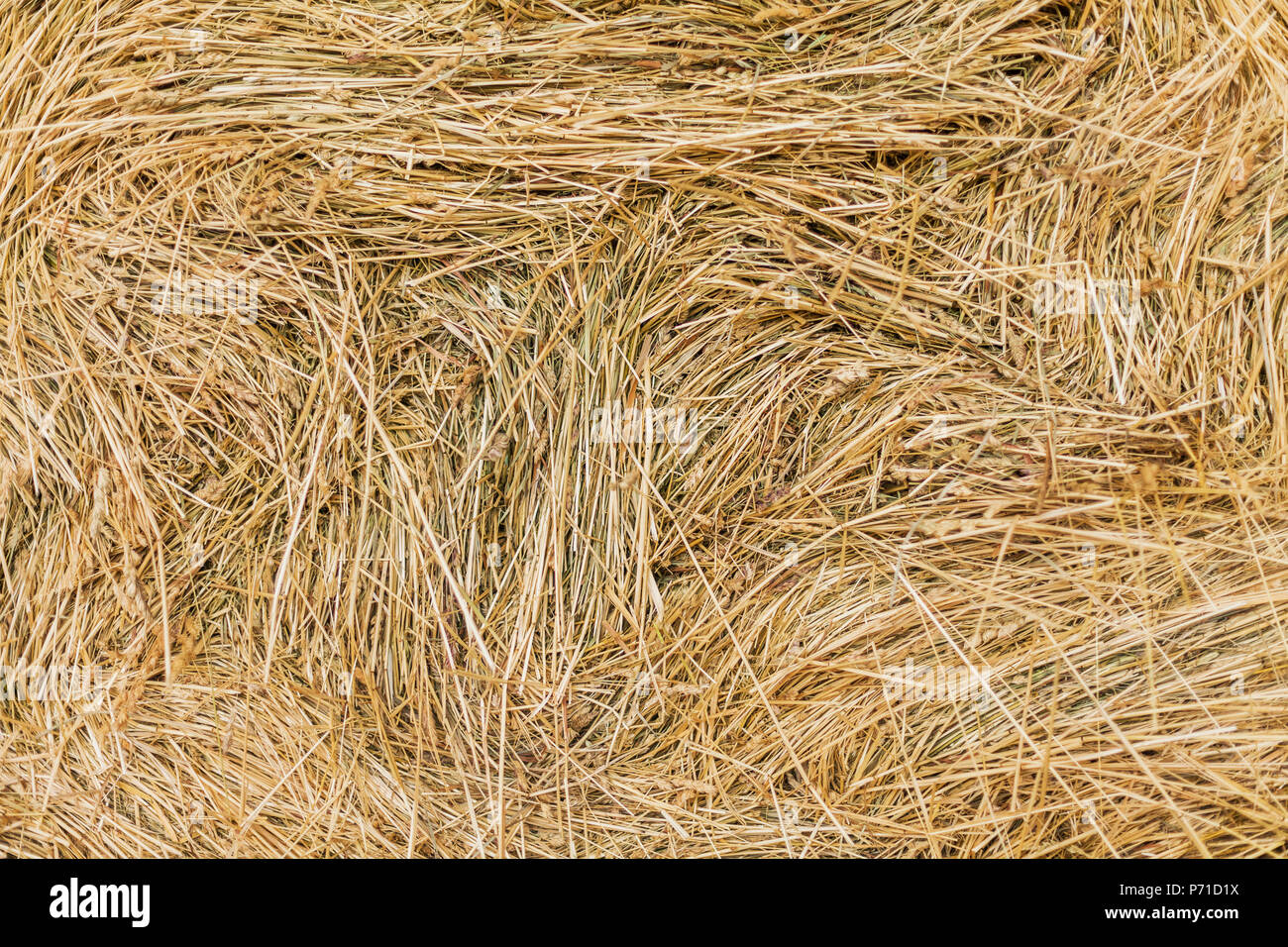 Hay forage for livestock Stock Photo - Alamy