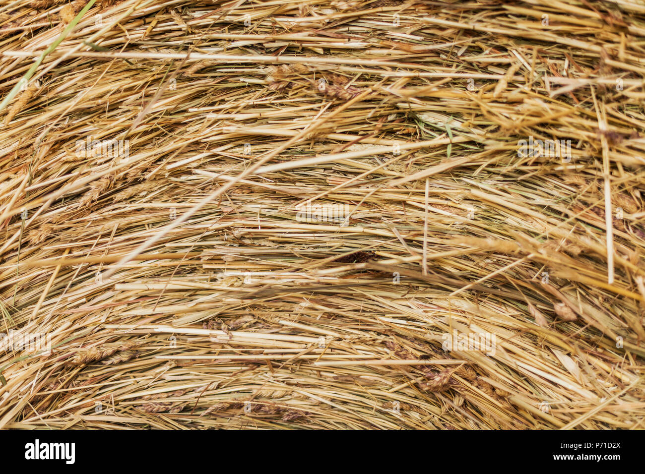 Texture of dry hay forage for livestock Stock Photo - Alamy