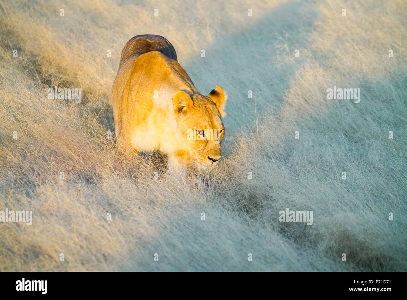 Lioness walking on grass track hi-res stock photography and images - Alamy