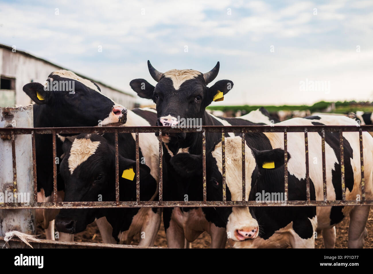 Growing of bull-calves Stock Photo - Alamy
