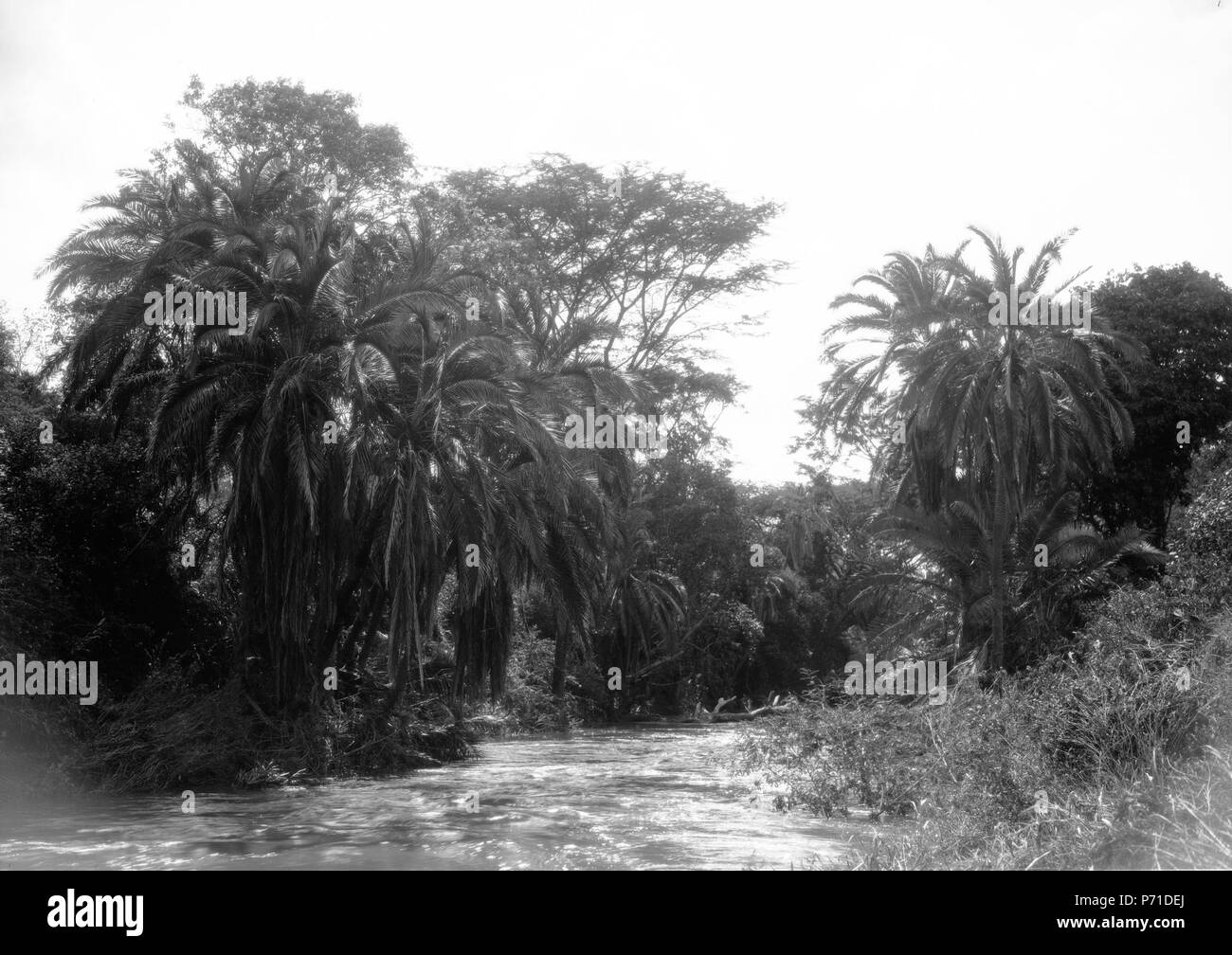 45 ETH-BIB-Bachvegetation am Makungu-River-Kilimanjaroflug 1929-30-LBS ...