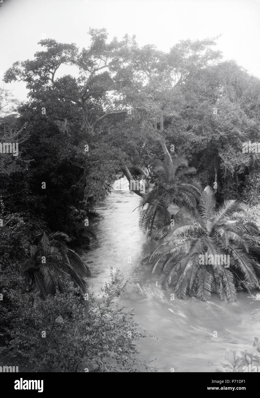 45 ETH-BIB-Bachvegetation am Makungu-River-Kilimanjaroflug 1929-30-LBS ...