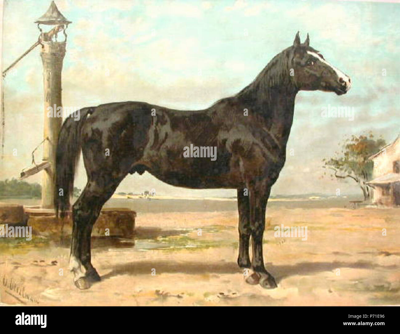 Nonius horse hi-res stock photography and images - Alamy