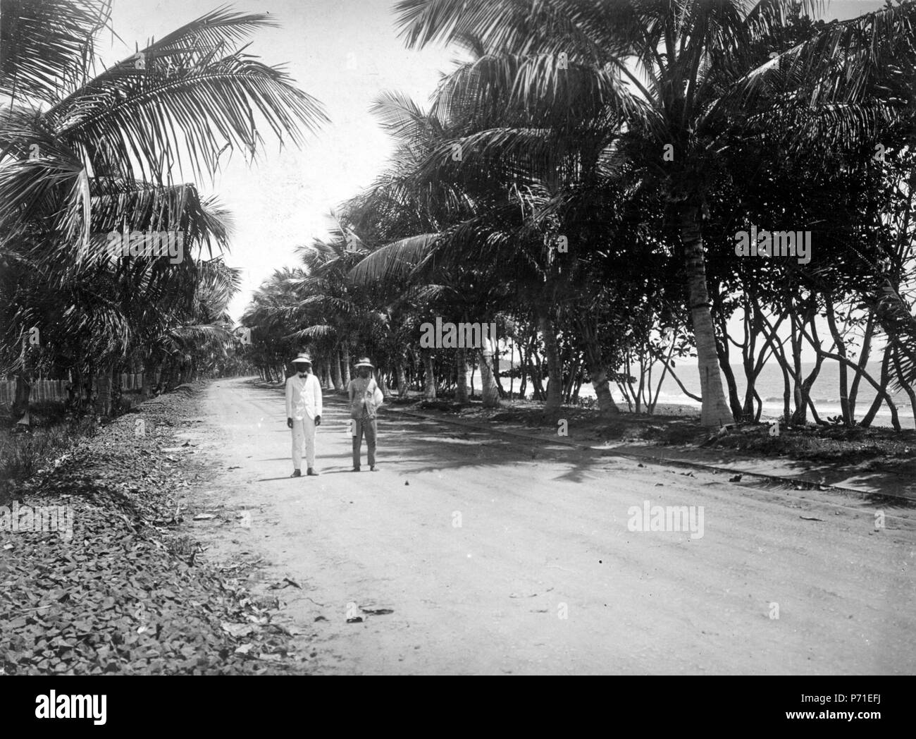 37 Kockos-allé norr om staden. Norr om Tamatave, Madagaskar. Tamatave ...