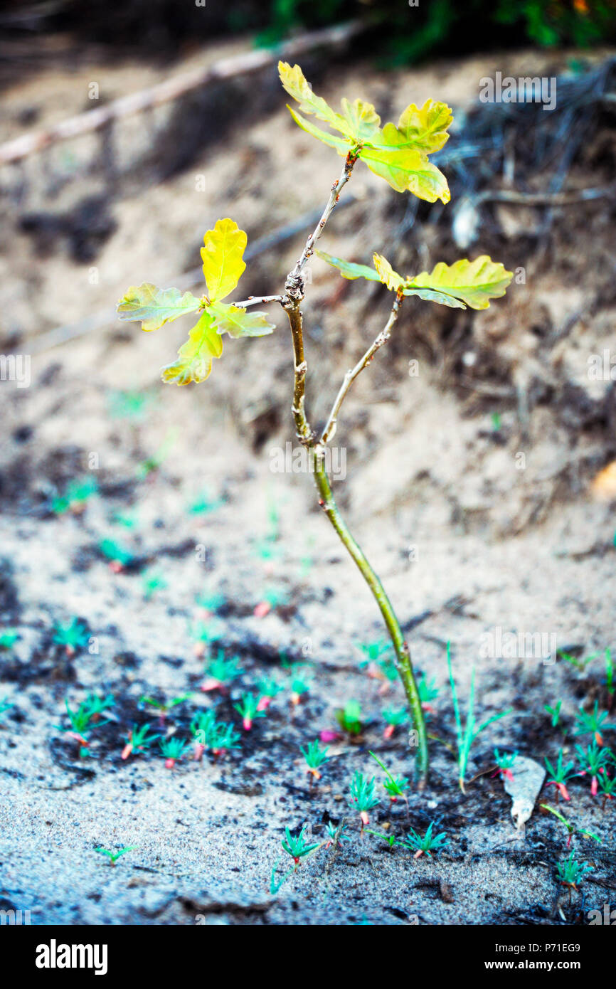 Oak acorn new beginning starting hi-res stock photography and images - Alamy
