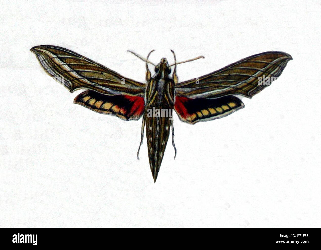 English: Silver Striped Hawk Hippotion celerio . 1904 45 Hippotion ...