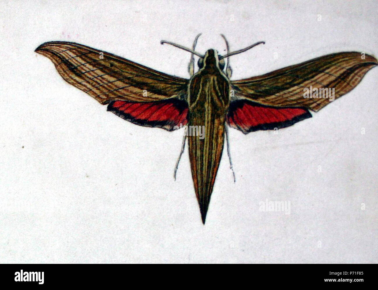 English: Common Striped Hawk, Hippotion eson . 1904 45 Hippotion eson00 ...