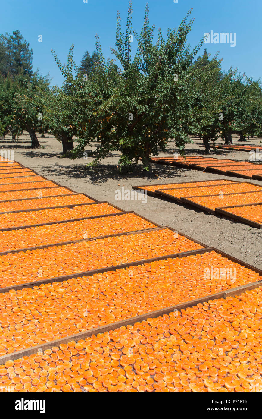 Fruit drying racks hi-res stock photography and images - Alamy