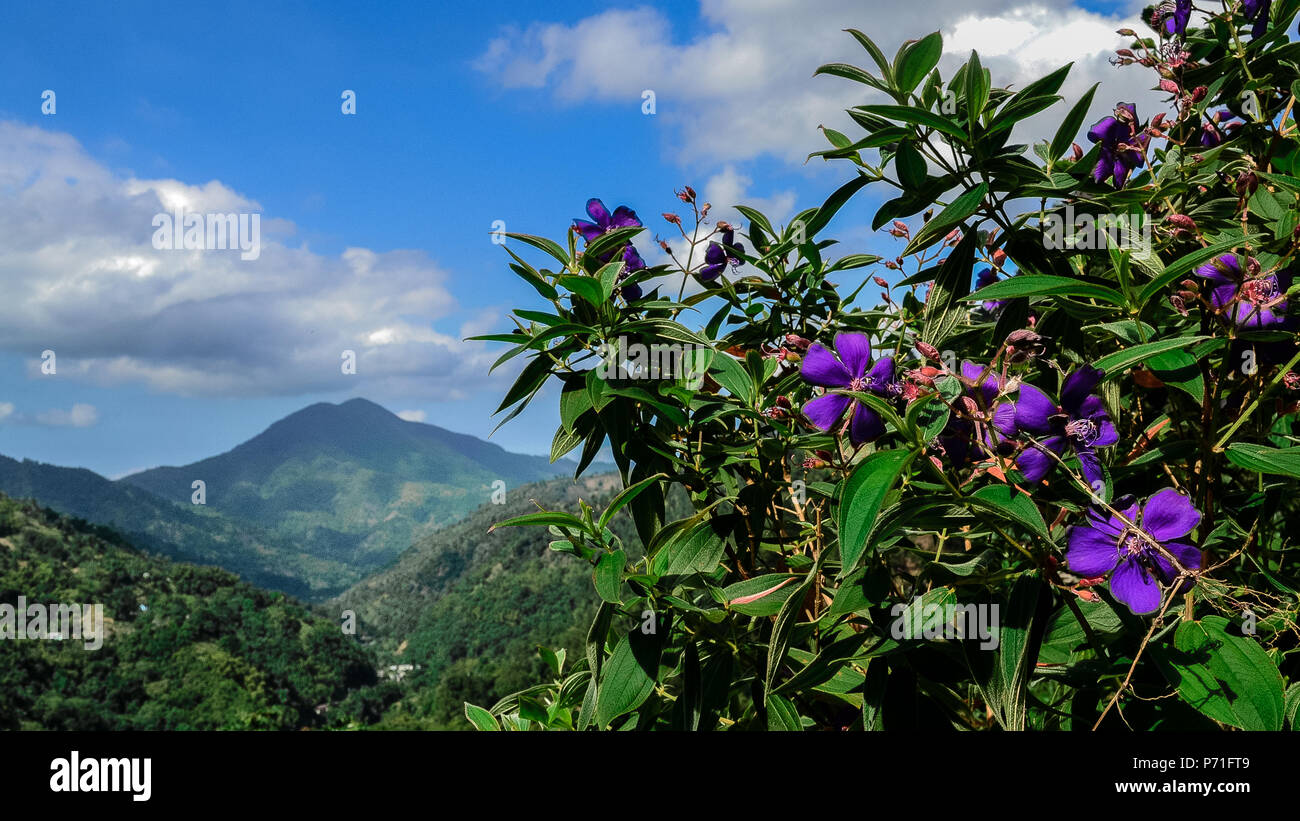 Real life in jamaica hi-res stock photography and images - Alamy