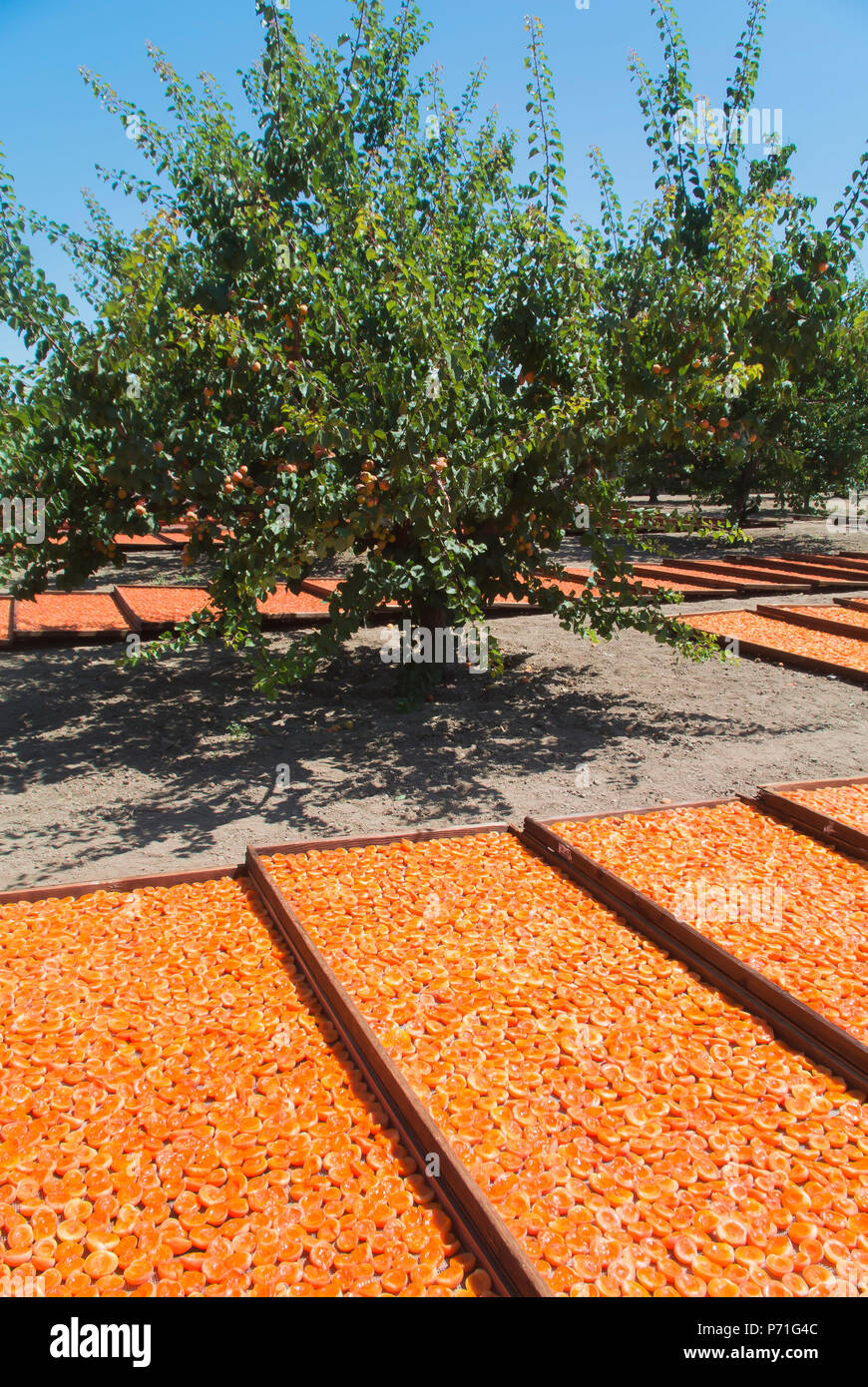 Fruit drying racks hi-res stock photography and images - Alamy