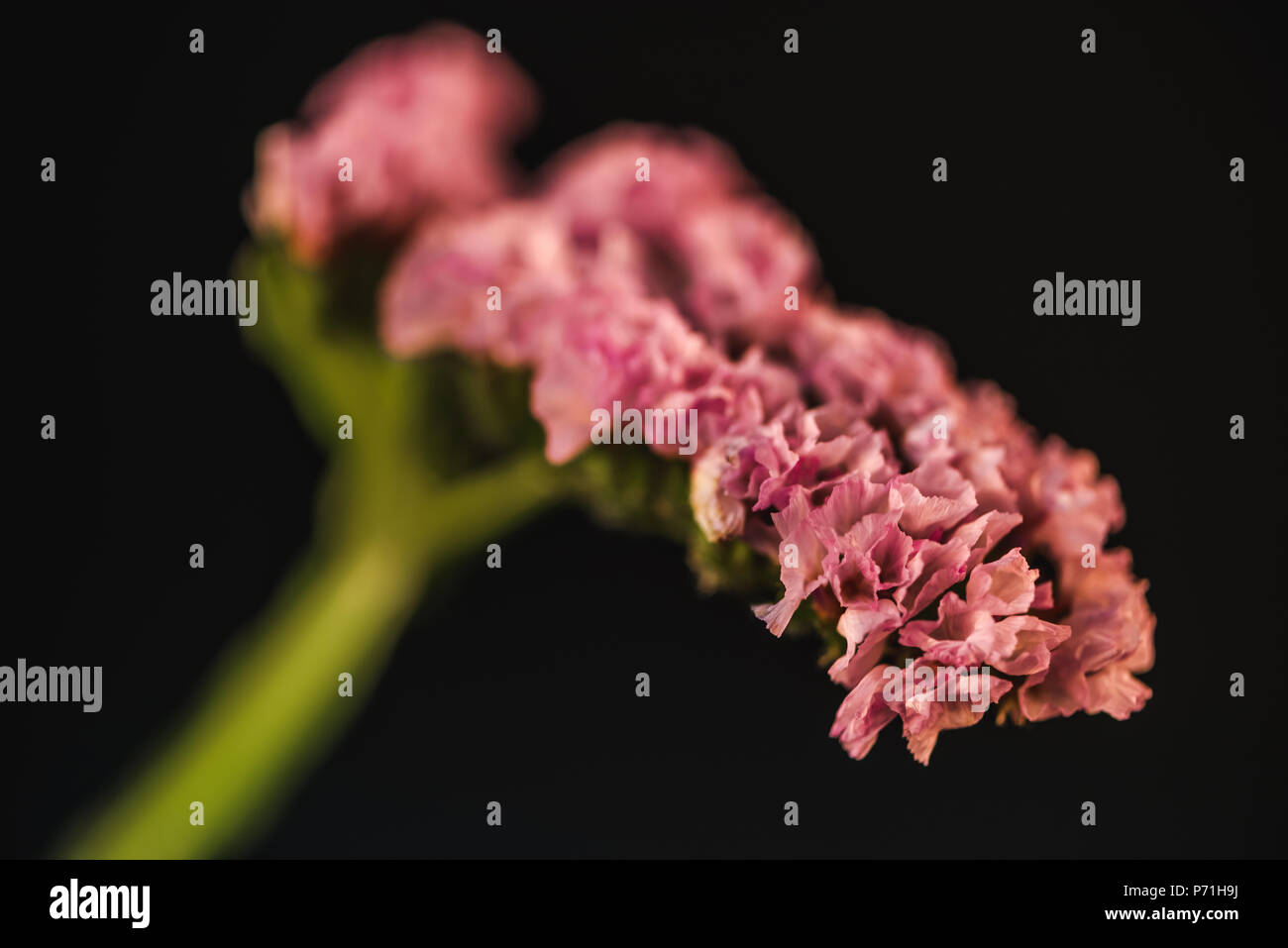 Statice flower hi-res stock photography and images - Alamy