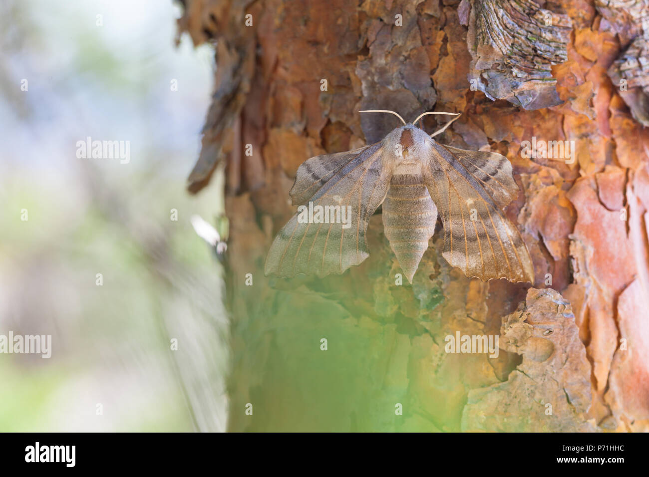 Lappet pinetree hi-res stock photography and images - Alamy