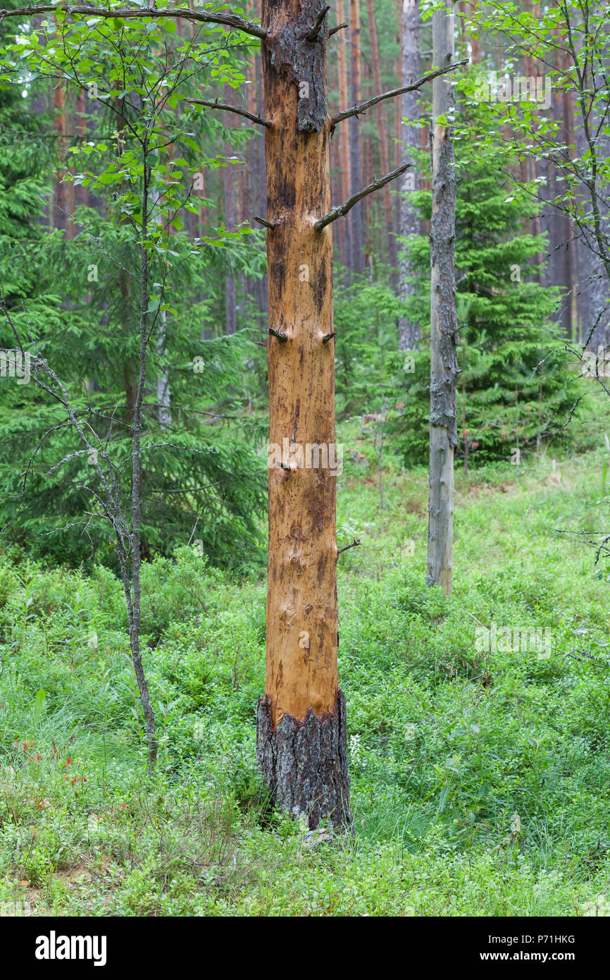 Dead pine tree trunk hi-res stock photography and images - Alamy