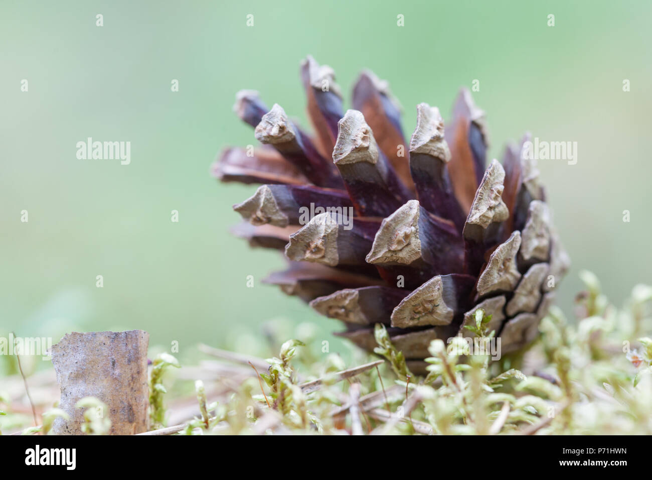 Pine cone close up hi-res stock photography and images - Alamy