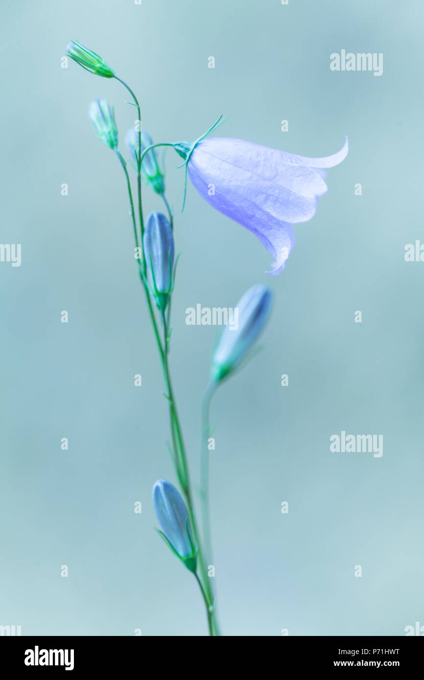 Bell stem hi-res stock photography and images - Alamy