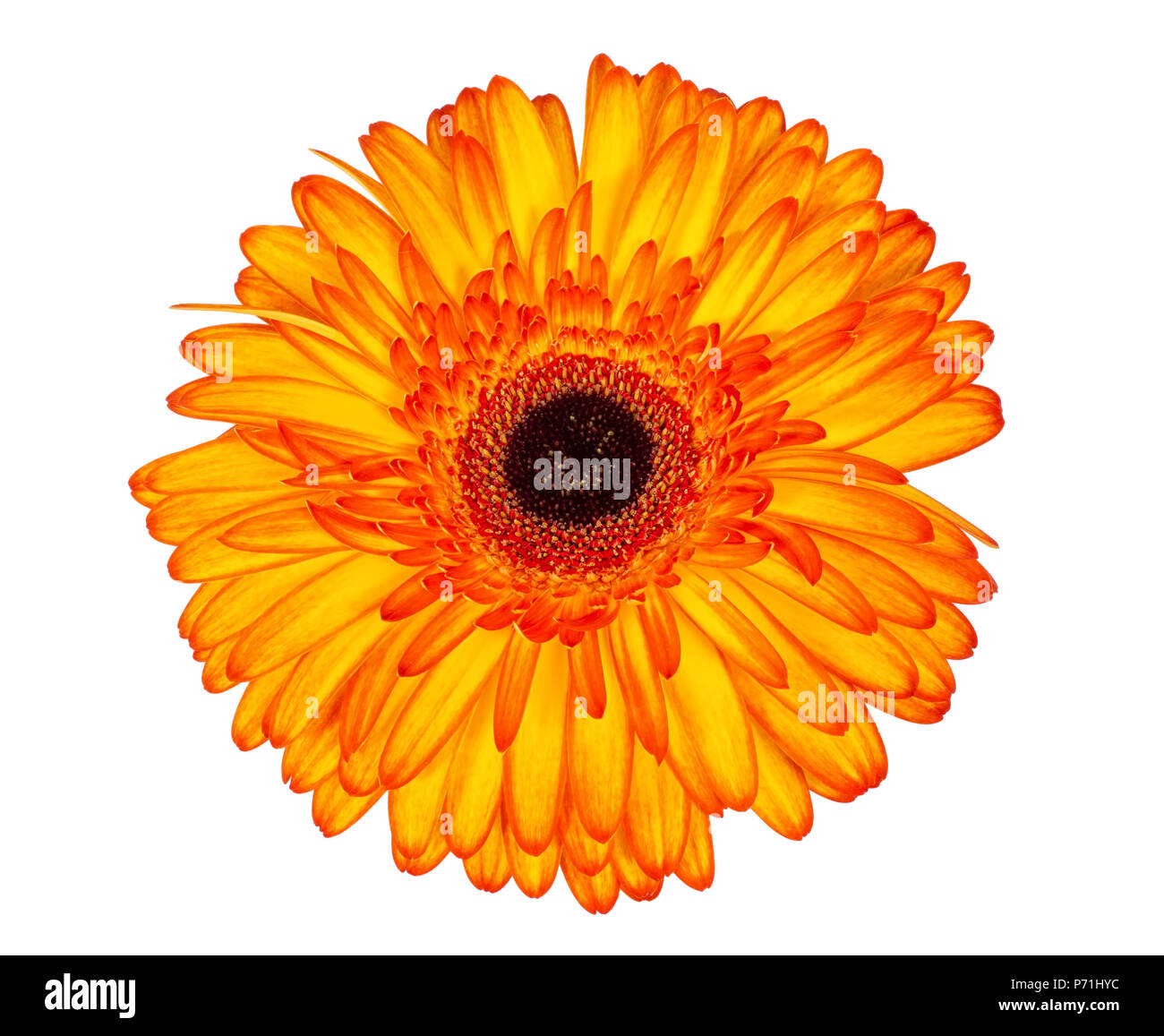 Gerbera daisy flower orange hi-res stock photography and images - Alamy