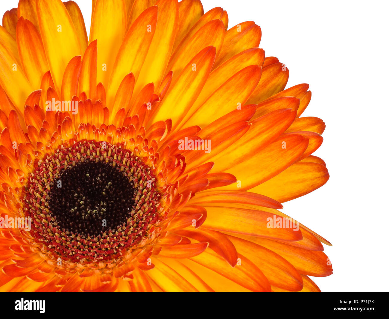 Yellow orange gerbera flower hi-res stock photography and images - Alamy