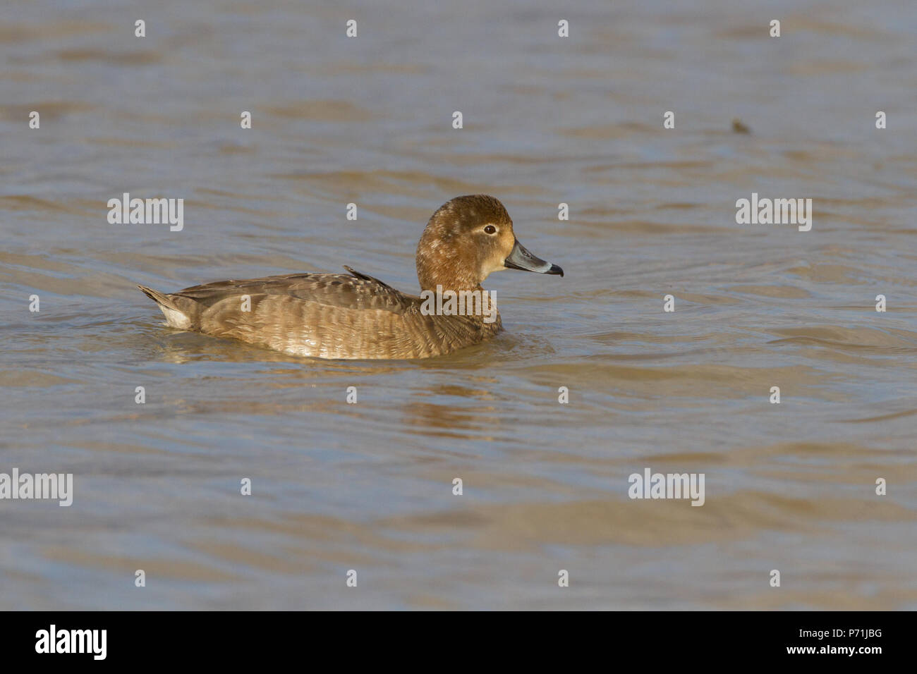 A hen redhead duck on the water Stock Photo - Alamy