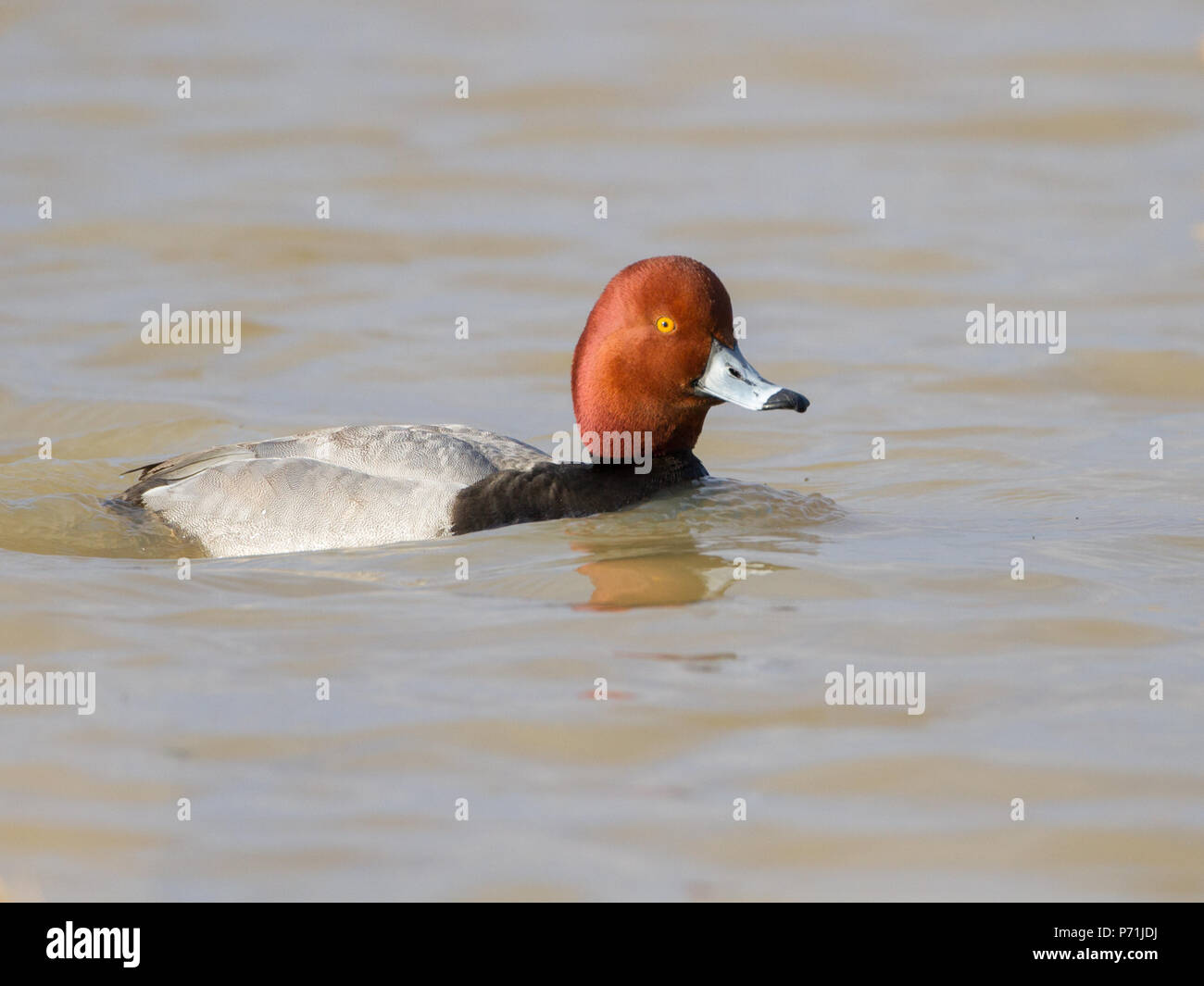 A drake redhead duck on the water Stock Photo - Alamy