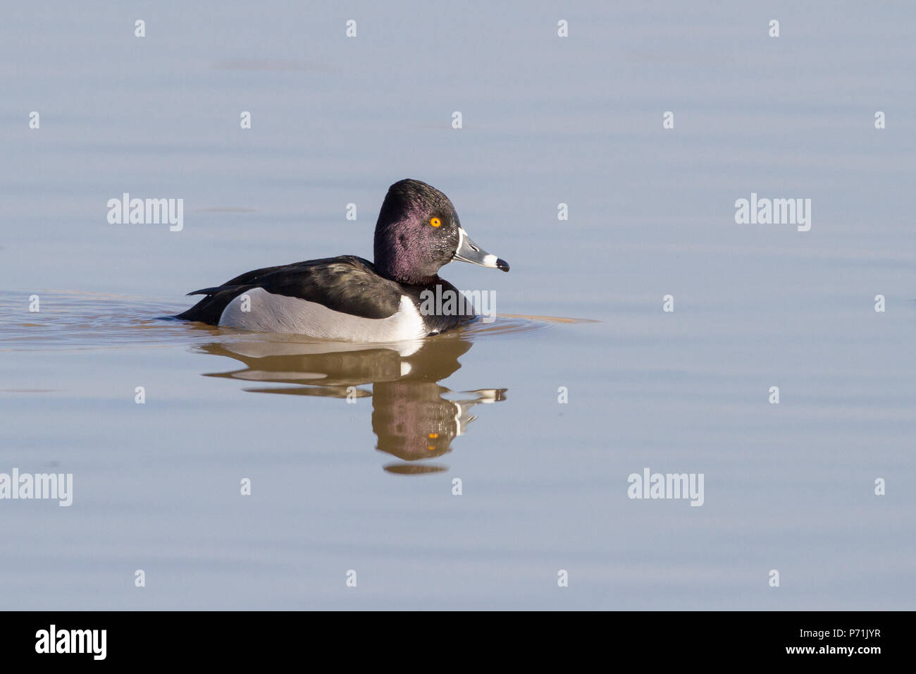 A drake ring-necked duck and reflection Stock Photo - Alamy
