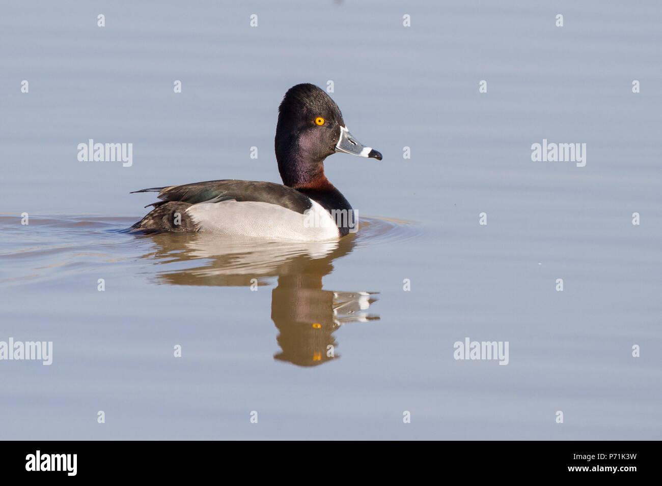 A drake ring-necked duck and reflection Stock Photo - Alamy