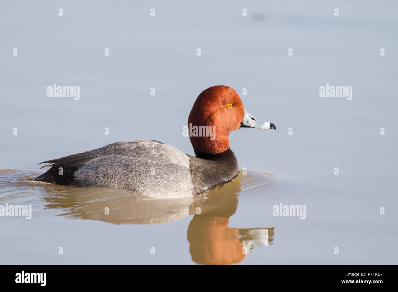 A drake redhead duck showing a bill perforation from a shotgun pellet ...