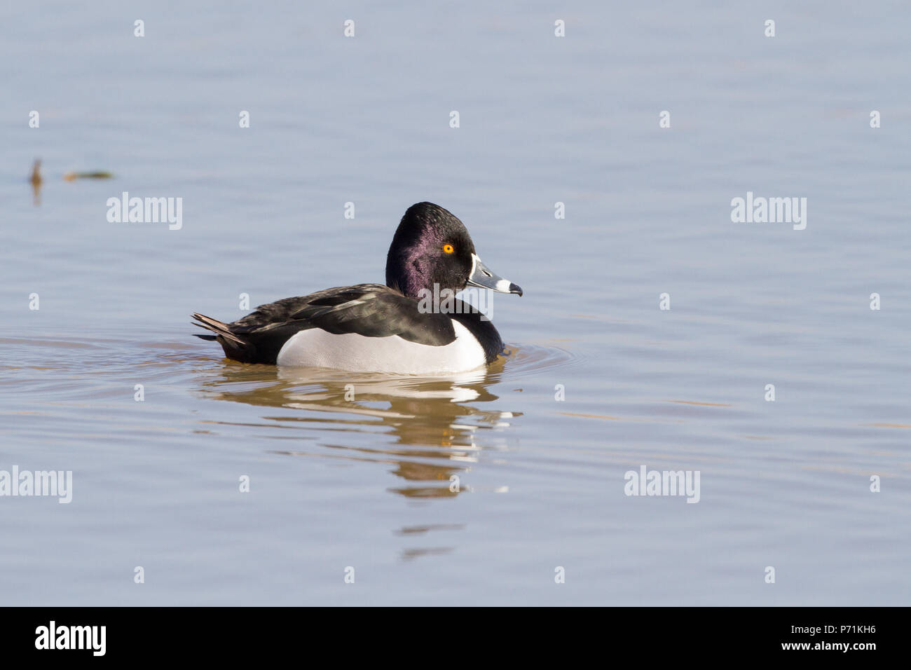 A drake ring-necked duck on the water Stock Photo - Alamy