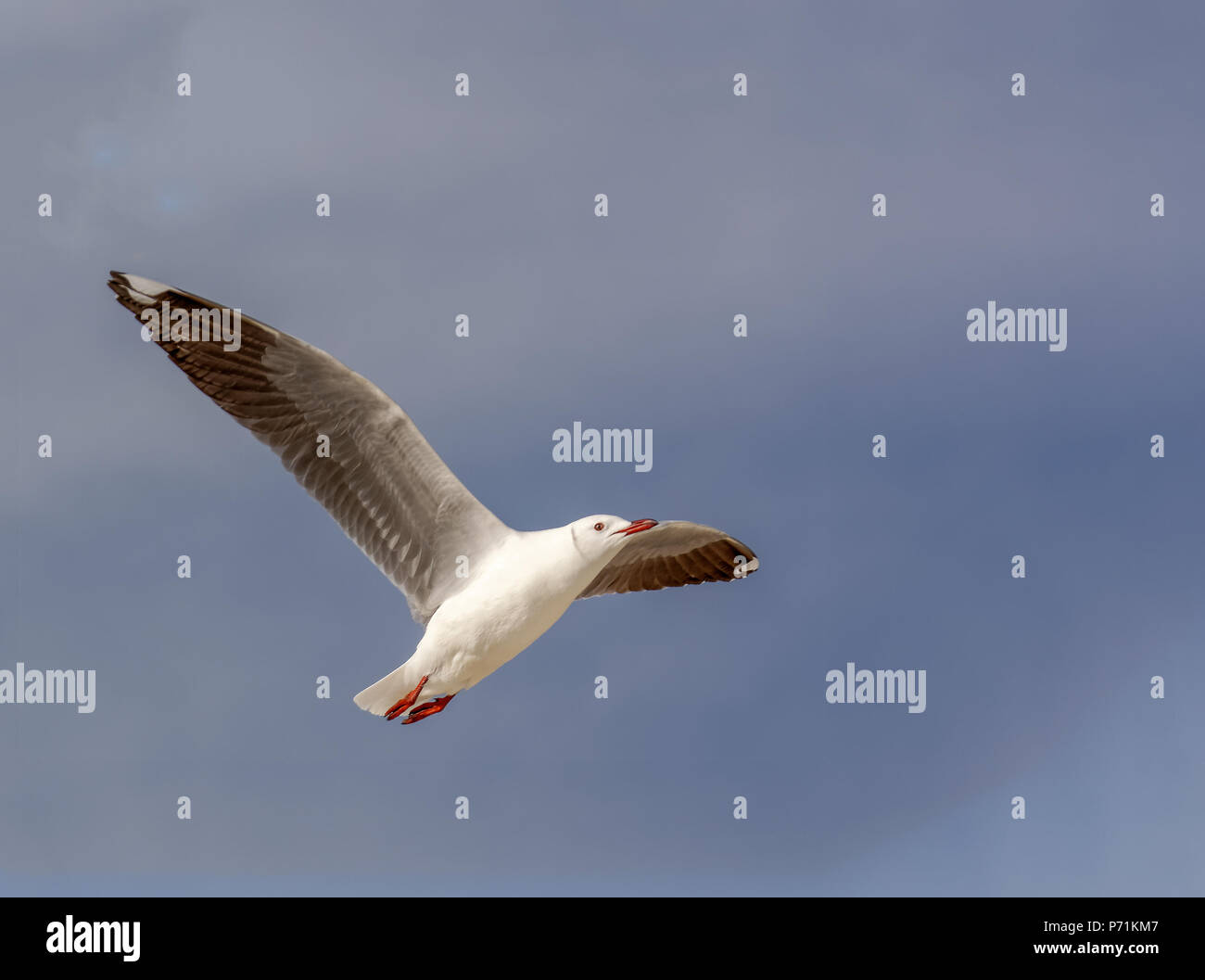 Color outdoor animal photo of a flying single isolated sea gull with ...