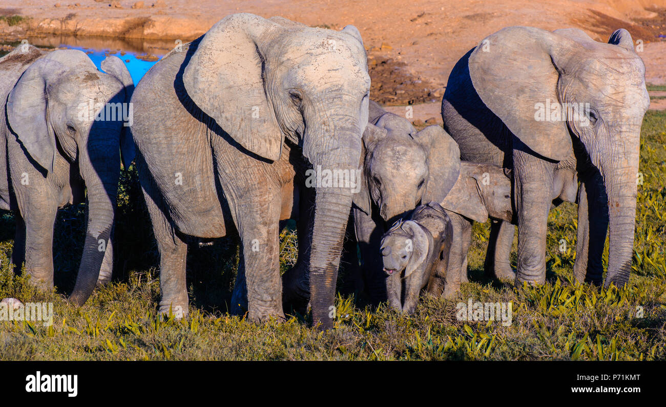 Outdoor color wildlife image of an elephant family with babies under ...