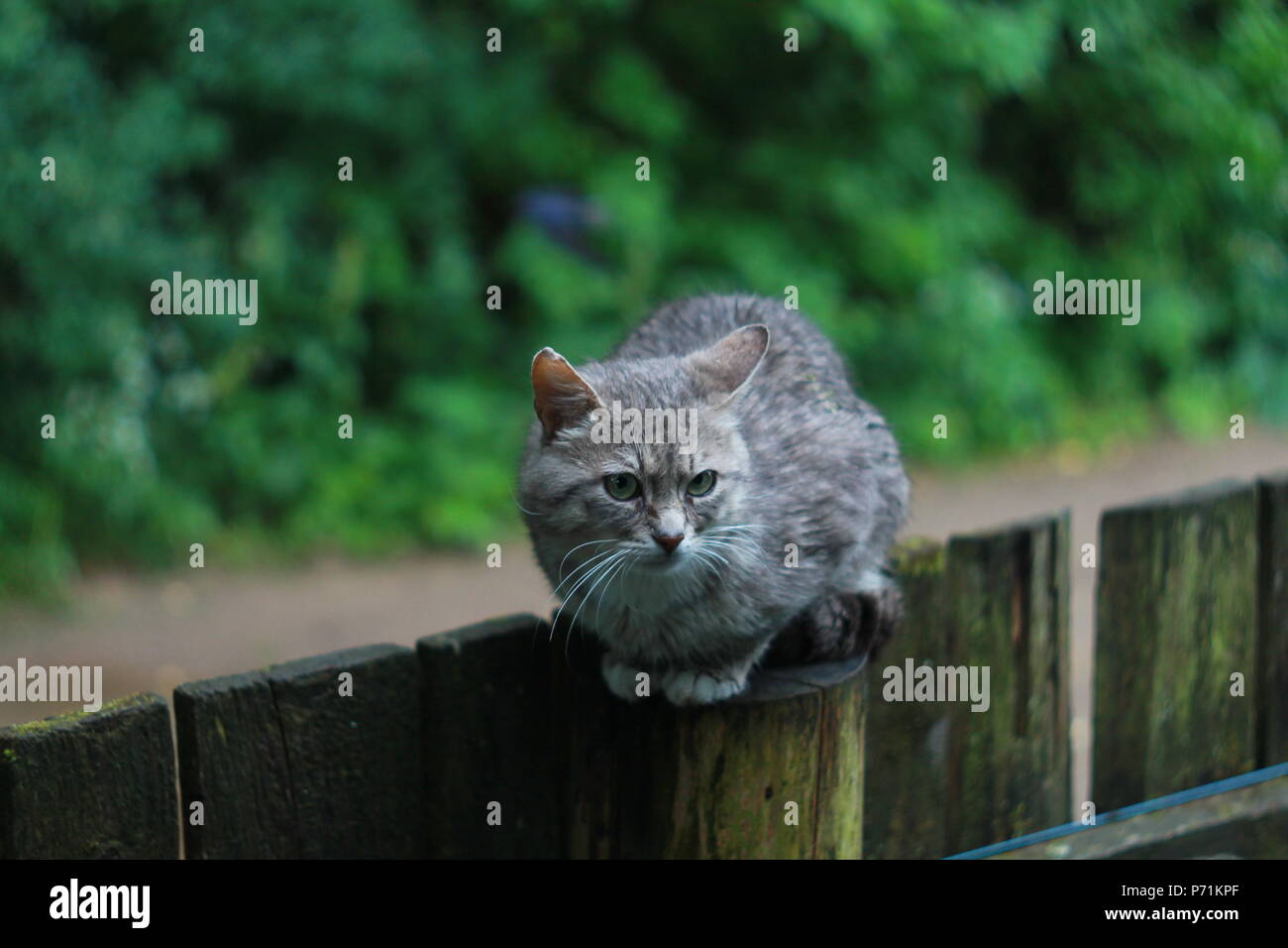 Grey angry cat hi-res stock photography and images - Alamy