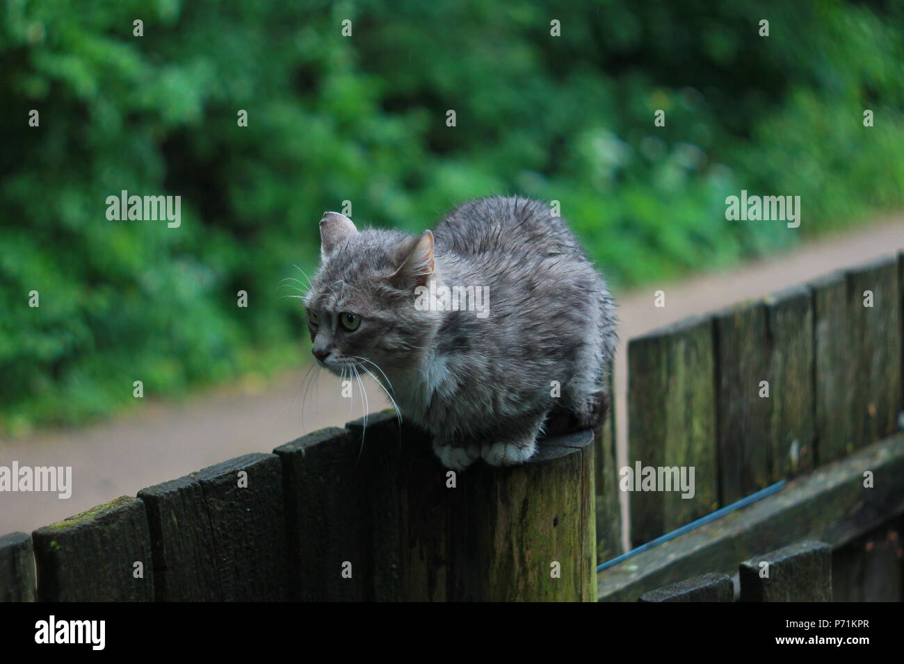 Grey angry cat outdoors portrait Stock Photo - Alamy