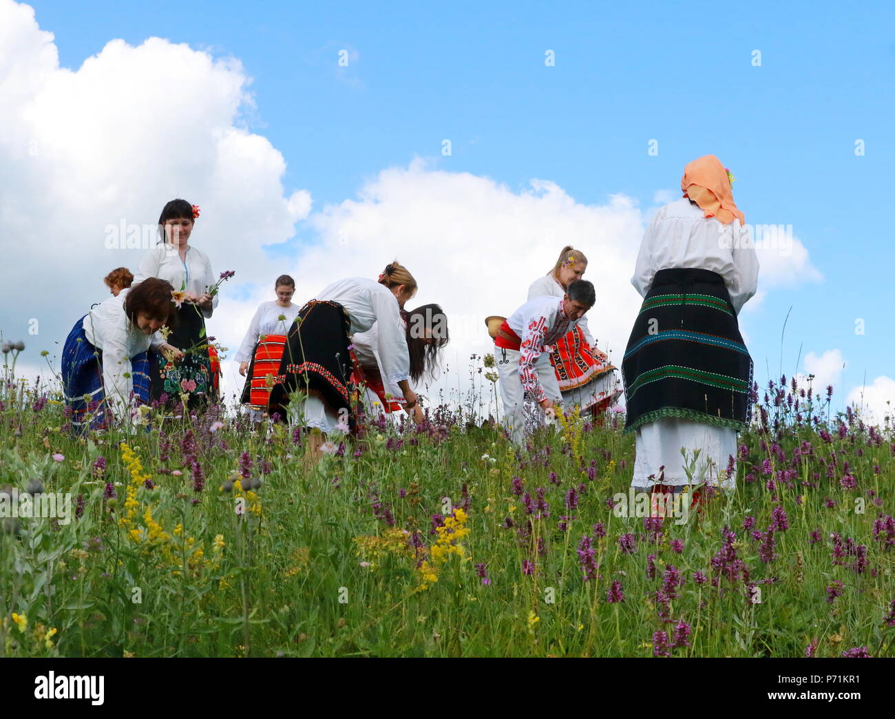 People in traditional authentic folklore costume pick herbs on the day ...