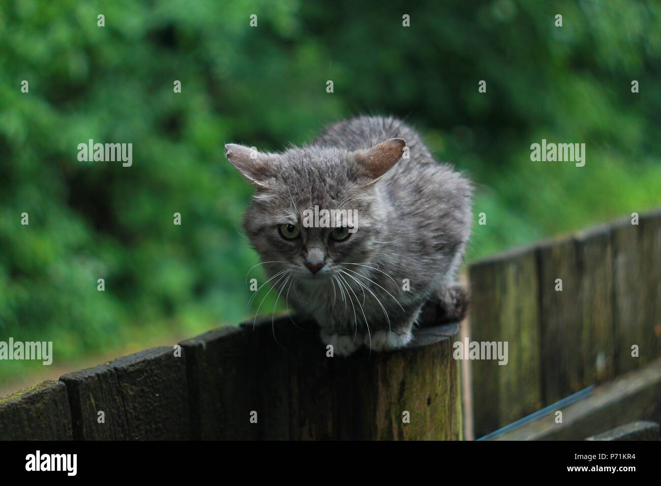 Grey angry cat hi-res stock photography and images - Alamy