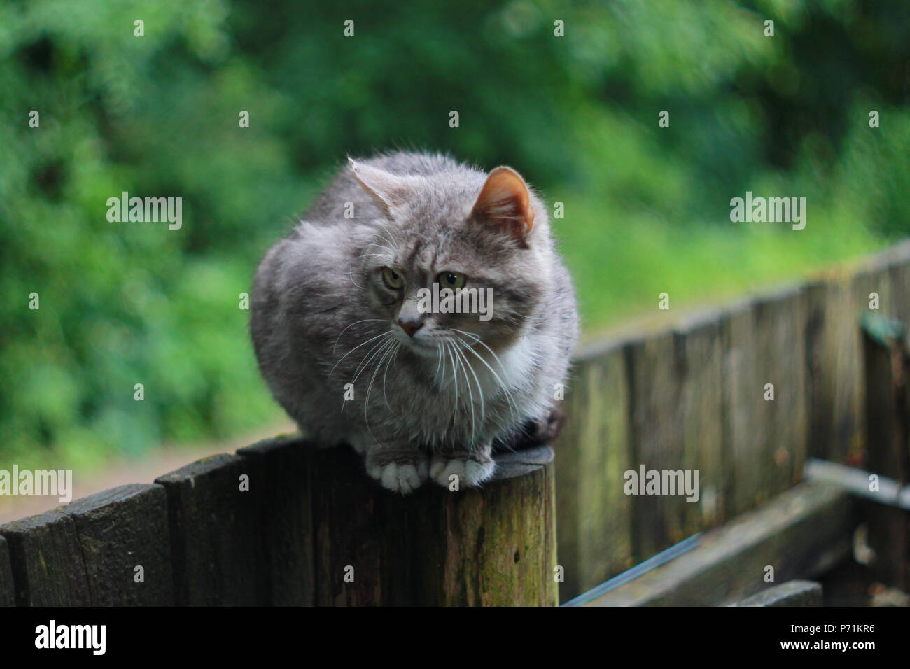 Grey angry cat outdoors portrait Stock Photo - Alamy