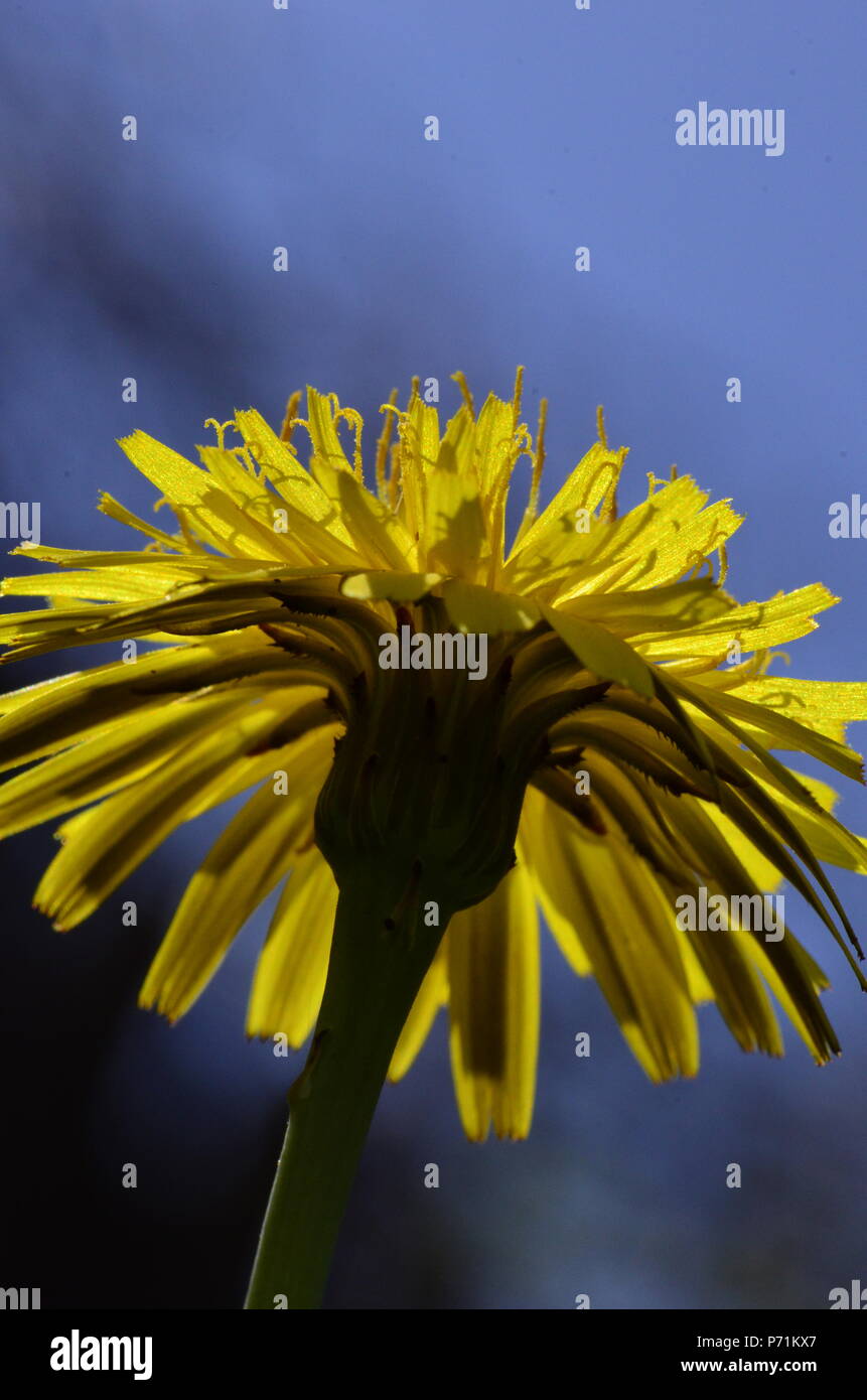 Underneath a flower hi-res stock photography and images - Alamy