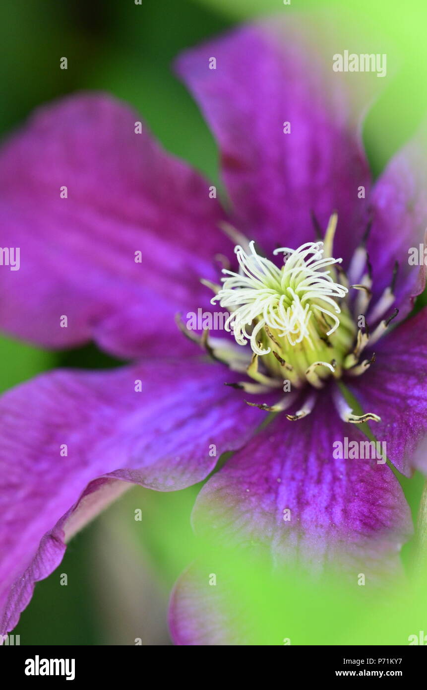 Purple Flower in garden Stock Photo - Alamy