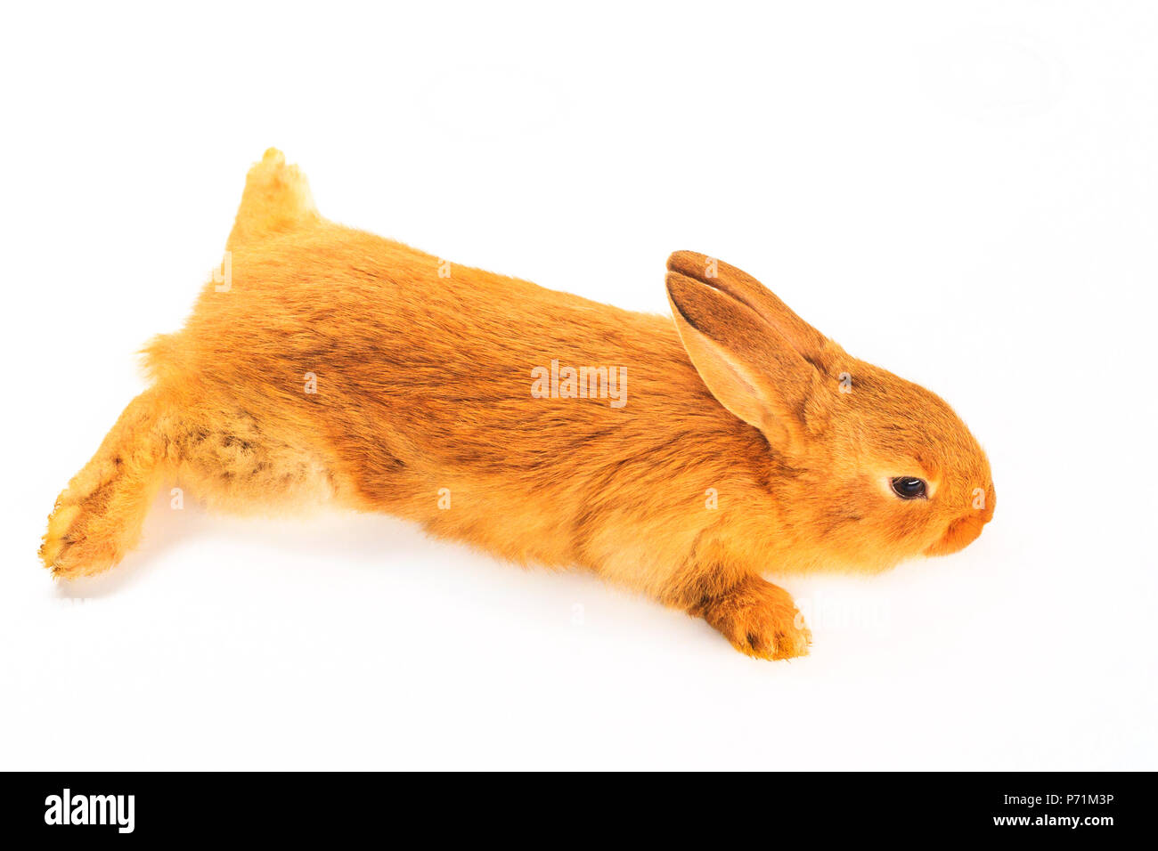 red rabbit lying on stomach isolated on white background, small pets ...