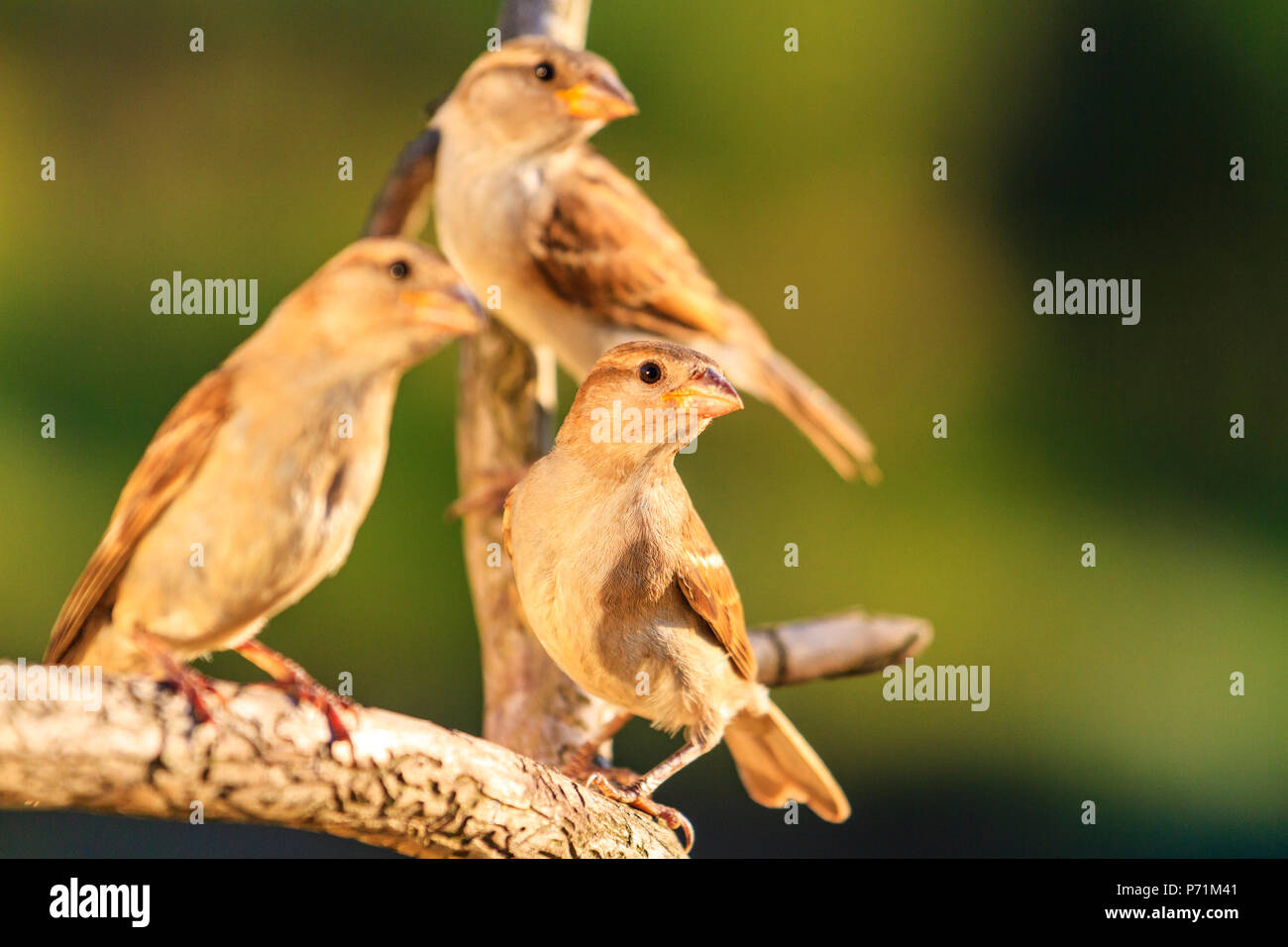 three birds sit on the branch , wildlife, unique frames Stock Photo - Alamy