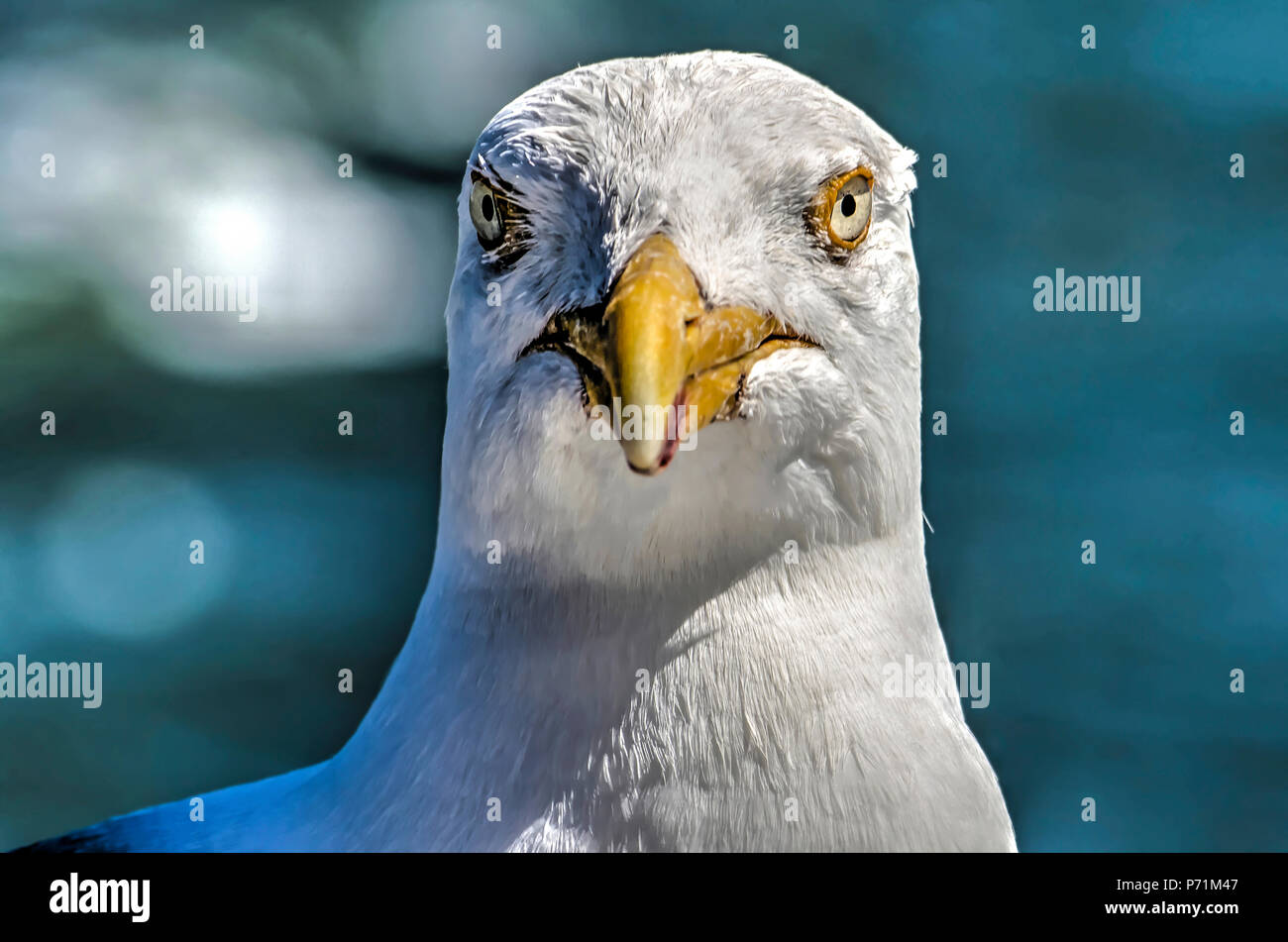 Head of a seagull hi-res stock photography and images - Alamy