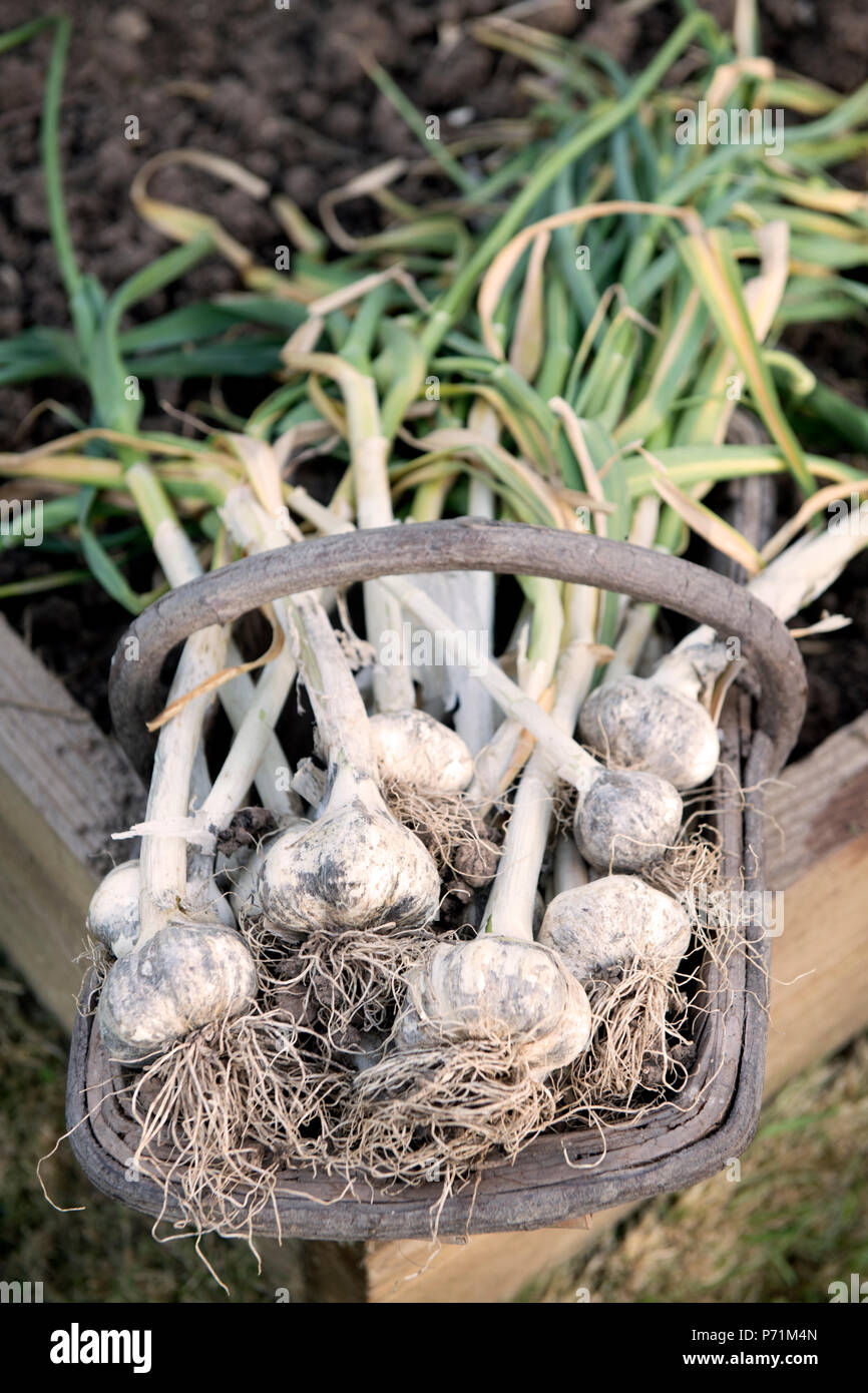 Freshly dug allotment hi-res stock photography and images - Alamy